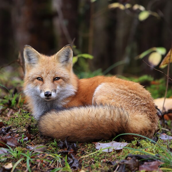 Therian Masks - Etsy