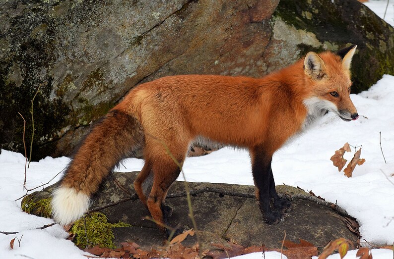 Red Fox Therian Mask Made To Order Etsy