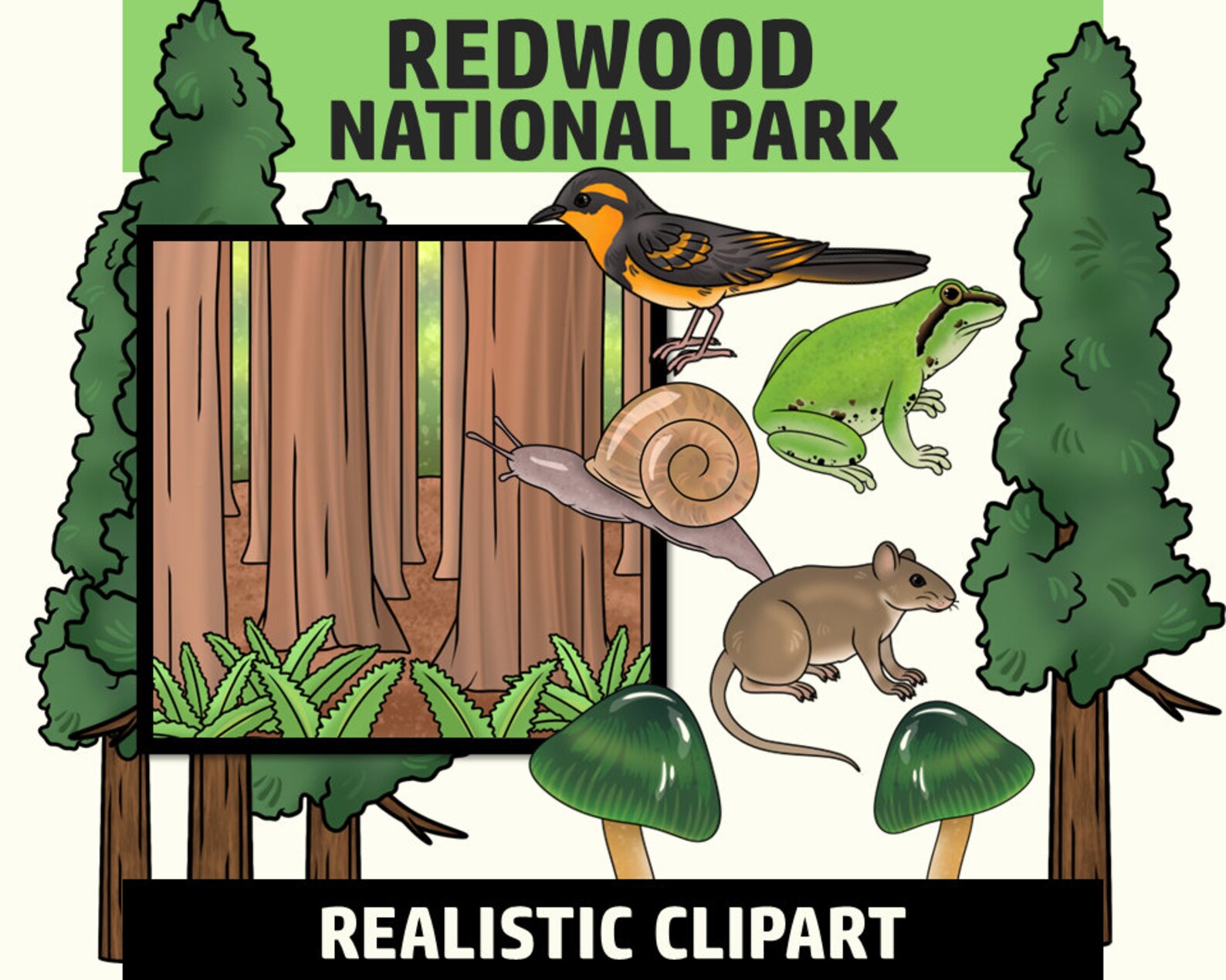 Redwoods National Park Clipart - National Park Clip Art - Etsy