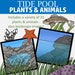 Tide Zone Clip Art and Intertidal Zones - Etsy