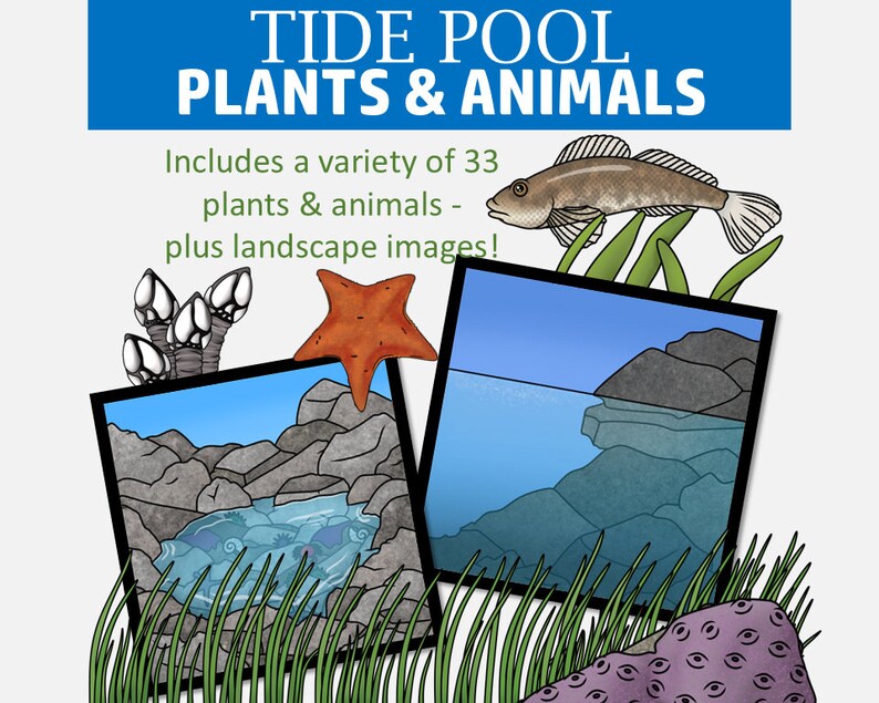 Tide Zone Clip Art and Intertidal Zones - Etsy