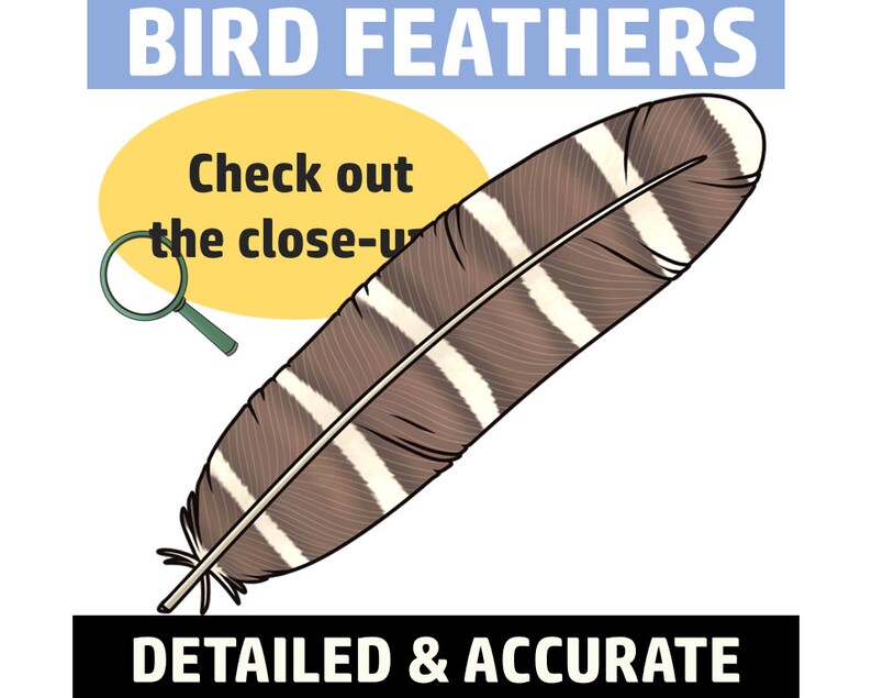 Bird Feathers Clip Art (feather Clipart) - Etsy