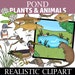 Pond Clipart - Plants and Animals of the Pond Ecosystem - Etsy