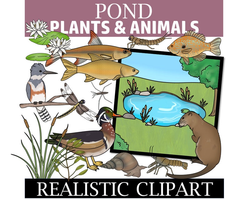 Pond Clipart - Plants and Animals of the Pond Ecosystem - Etsy