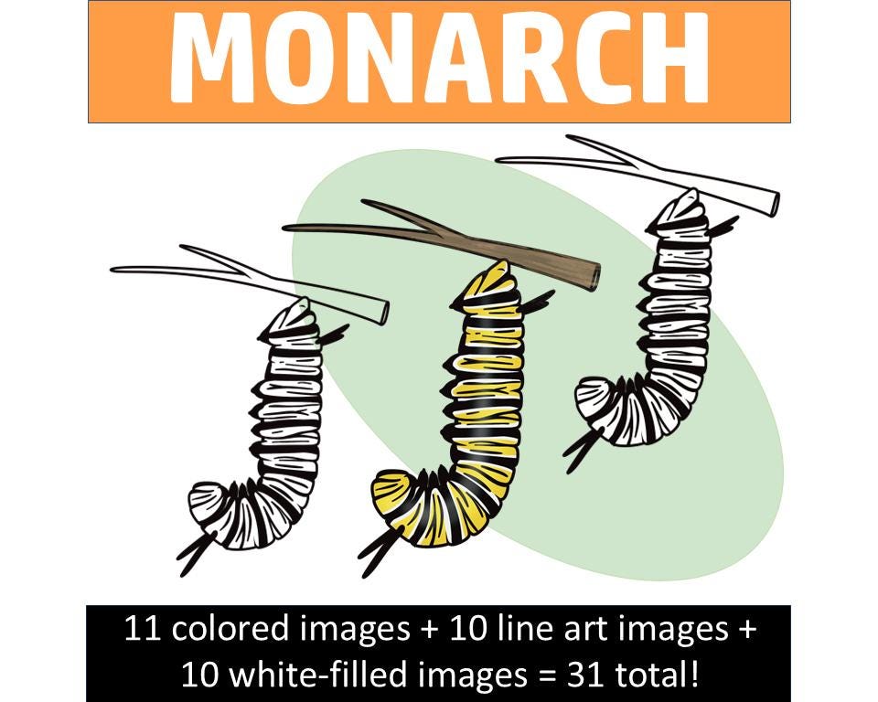 Monarch Butterfly Life Cycle Clip Art - Etsy