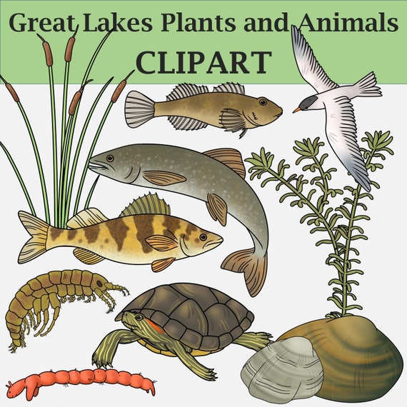 Freshwater Animals And Plants