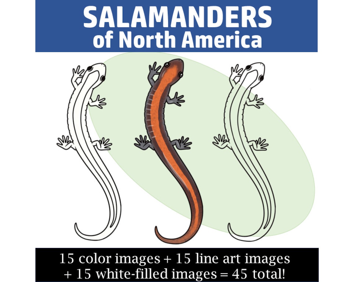 Salamander Clipart (salamanders of North America and Salamander ...