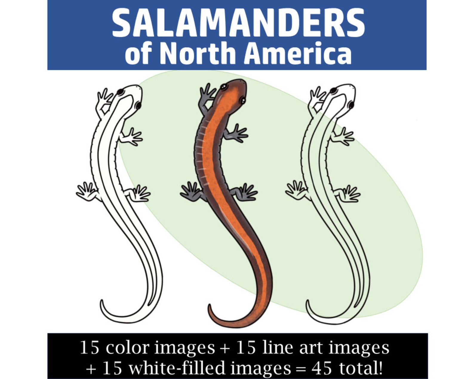 Salamander Clipart (salamanders of North America and Salamander ...