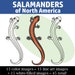 Salamander Clipart (salamanders of North America and Salamander ...