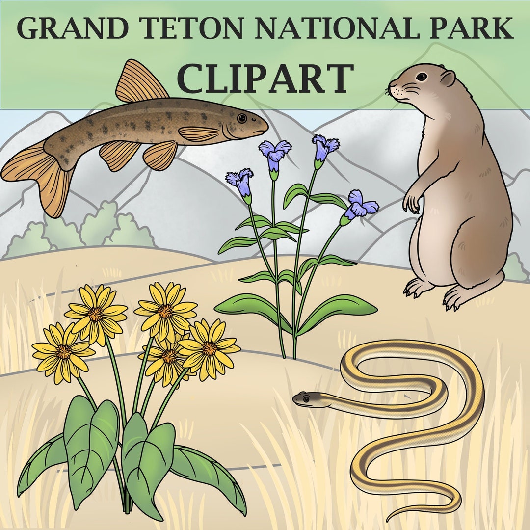 Plants and Animals of Grand Teton National Park Clipart - Etsy