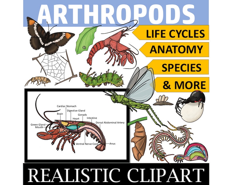 Arthropods Clip Art (zoology, Life Cycle, and Anatomy Clipart and ...