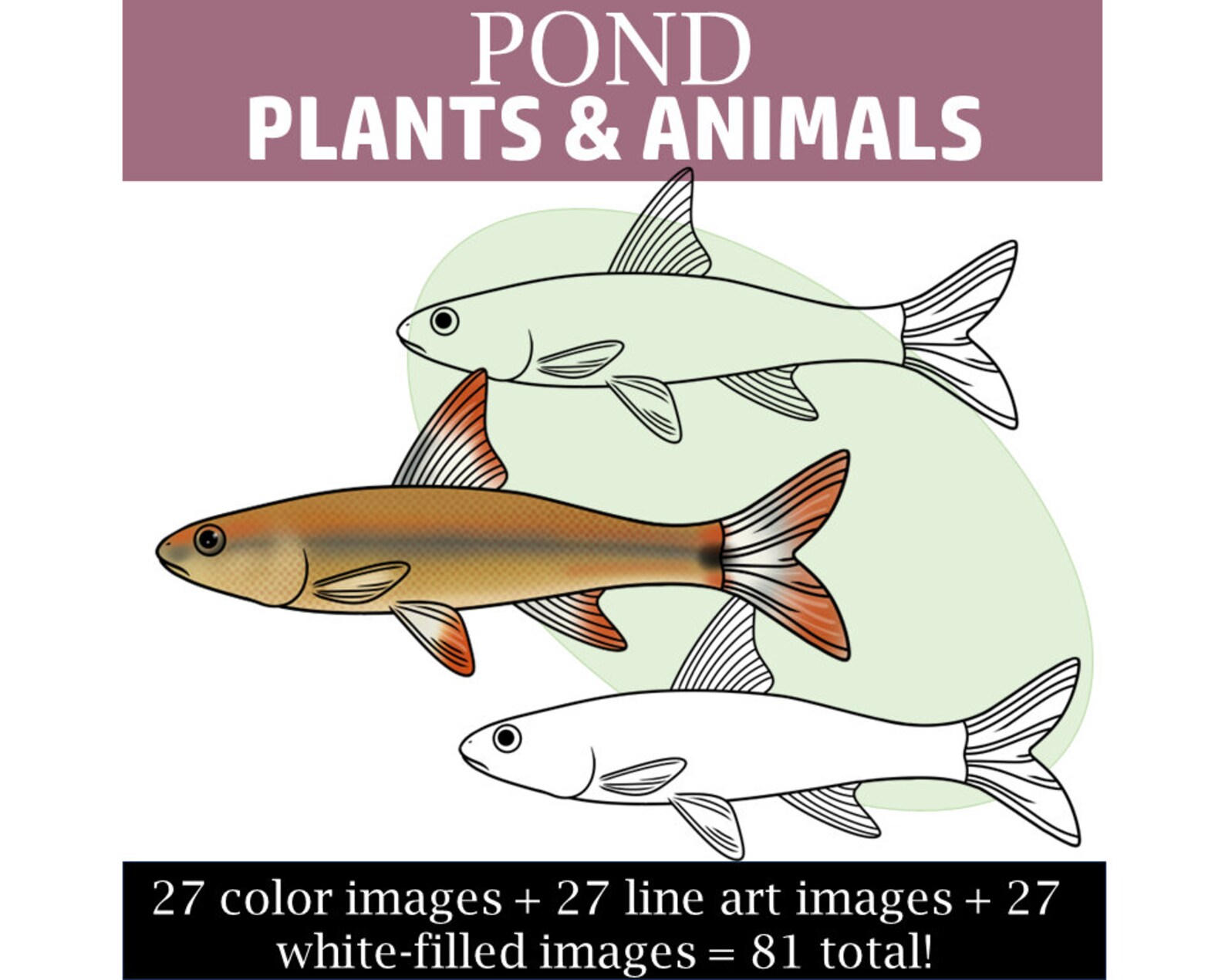 Pond Clipart - Plants and Animals of the Pond Ecosystem - Etsy