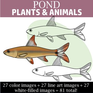 Pond Clipart - Plants and Animals of the Pond Ecosystem - Etsy