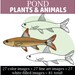 Pond Clipart - Plants and Animals of the Pond Ecosystem - Etsy