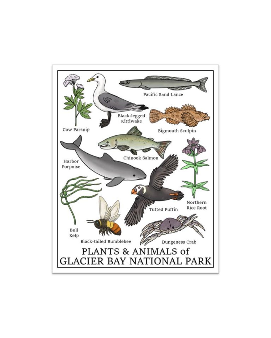 Glacier Bay National Park Print (plants and Animals of Glacier Bay ...