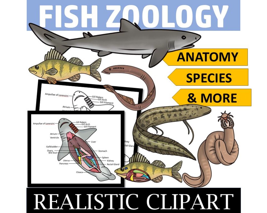 Fish Zoology and Anatomy Clip Art - Etsy