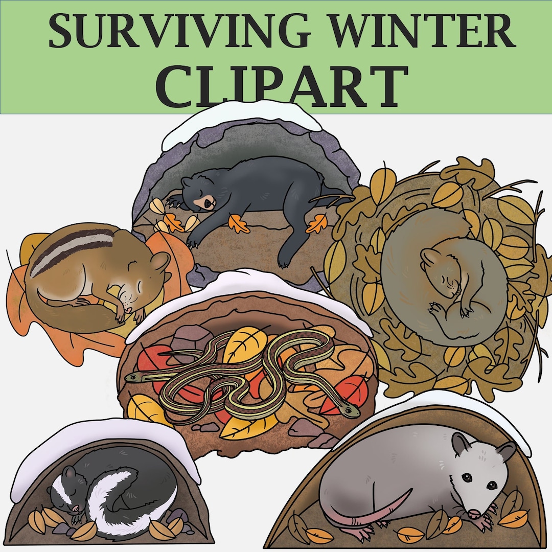 Surviving Winter Hibernating Animals of North America Clipart - Etsy