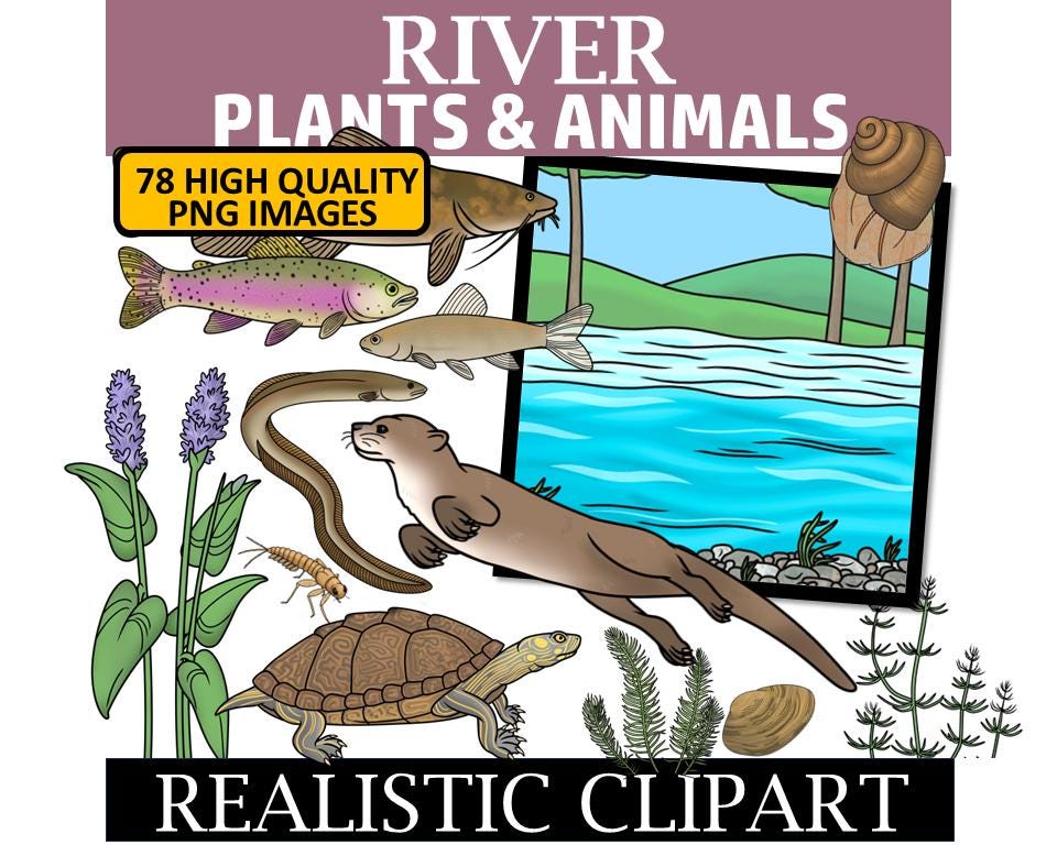 River Clip Art (stream Plants and Animals Clipart) - Etsy