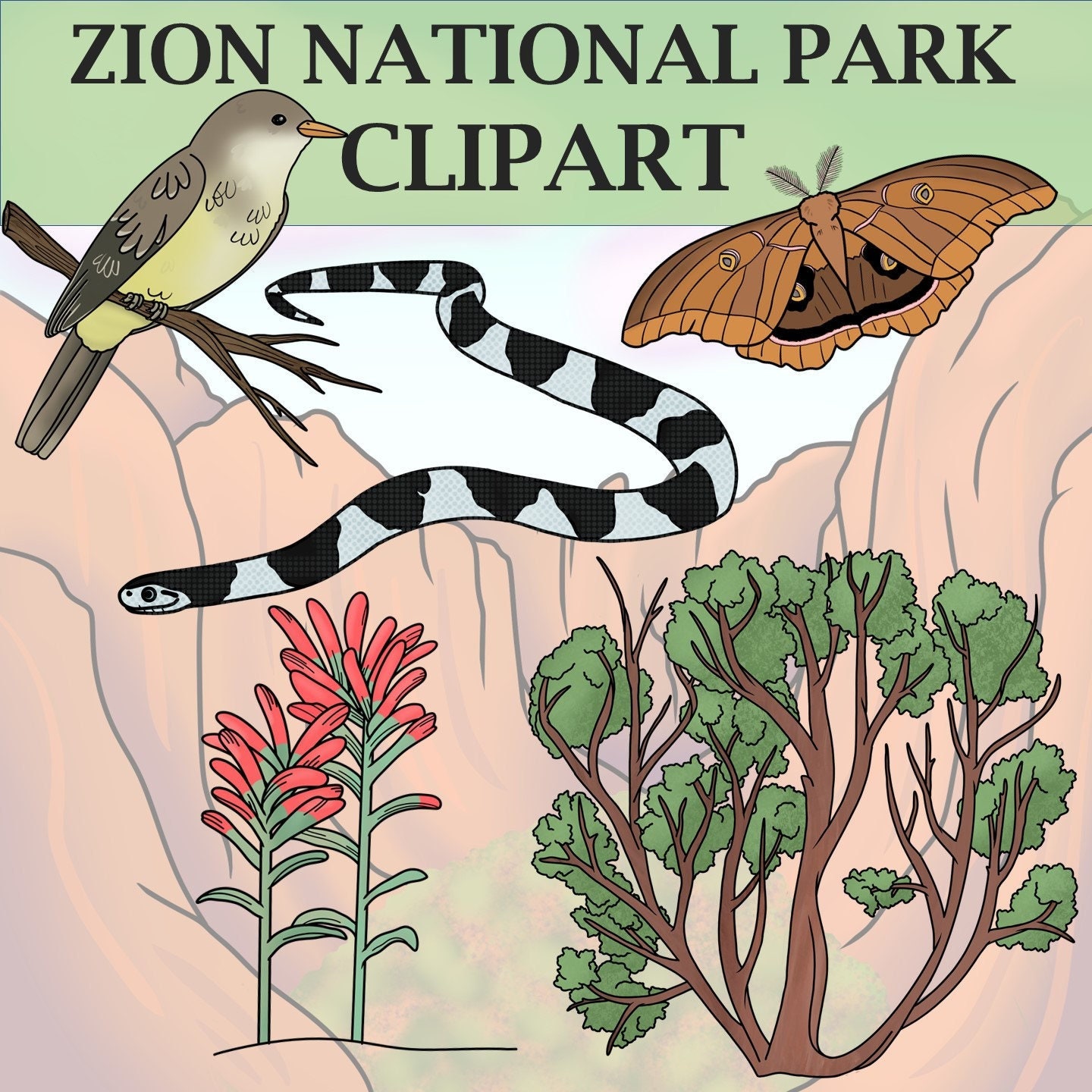 Plants and Animals of Zion National Park Clipart - Etsy