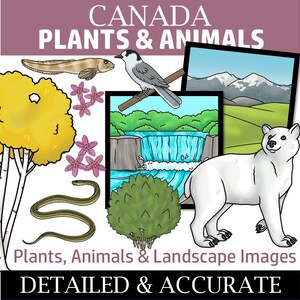 Canadian Clip Art - Plants and Animals of Canada Clipart - Etsy