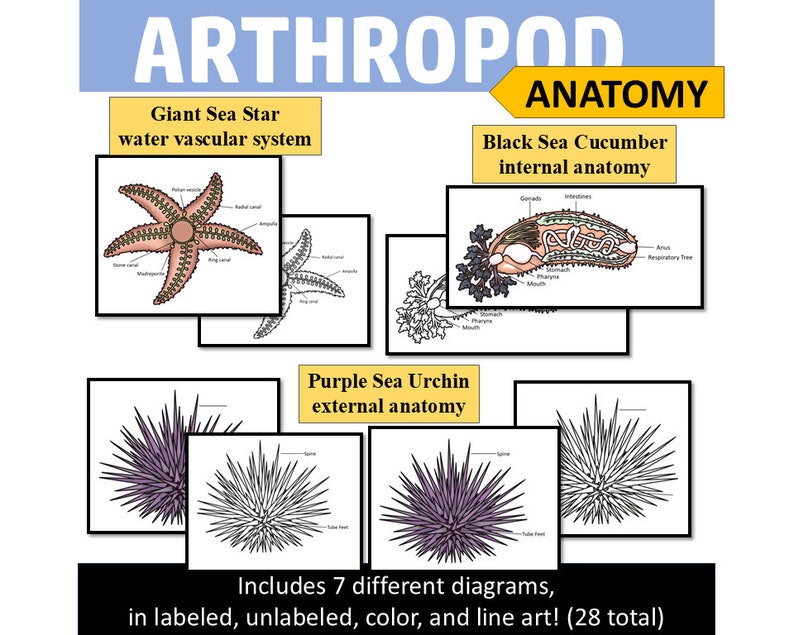 Arthropods Clip Art: Zoology, Life Cycle & Anatomy Diagrams - Etsy
