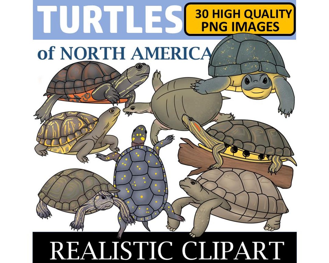 Turtle Clip Art (reptile Clipart) - Etsy