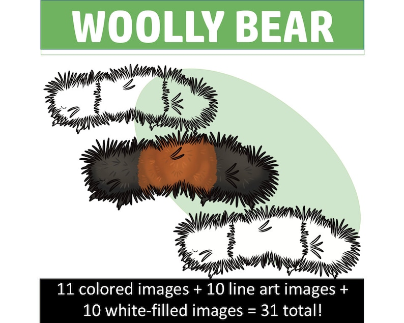 Woolly Bear Life Cycle + Color Variations Clip Art - Etsy