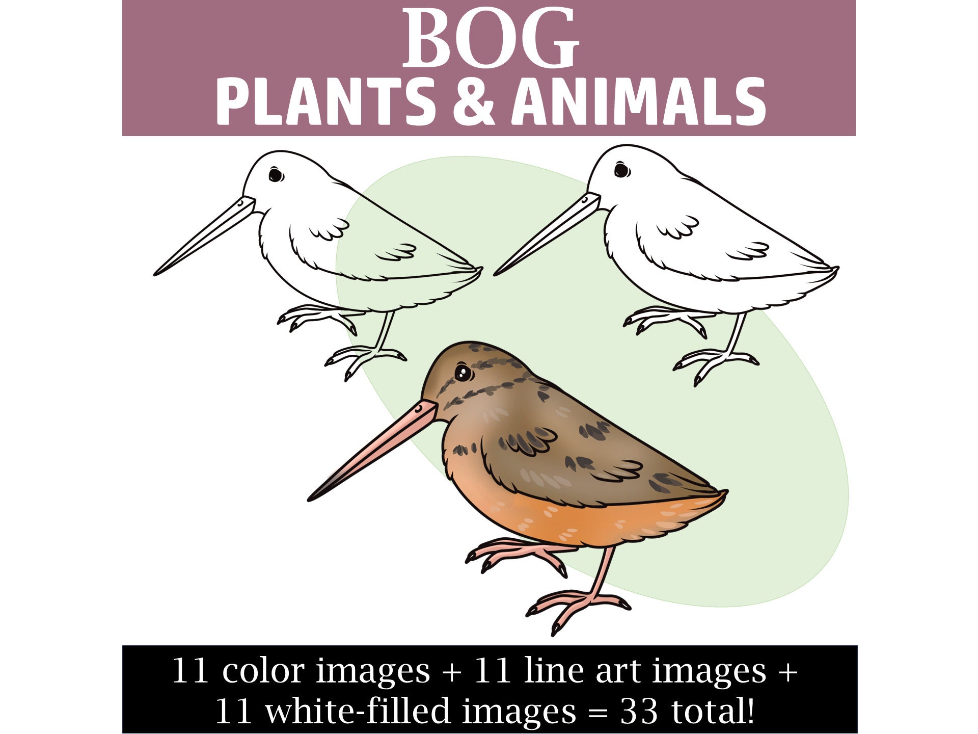 Bog Habitat Clip Art: Plants and Animals (digital Download) - Etsy