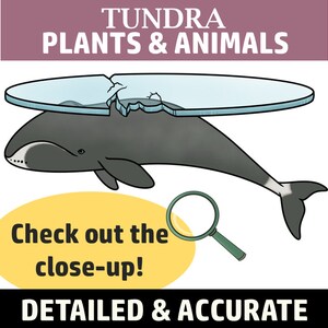 Tundra Clip Art: Arctic Animals & Plants (digital Download) - Etsy