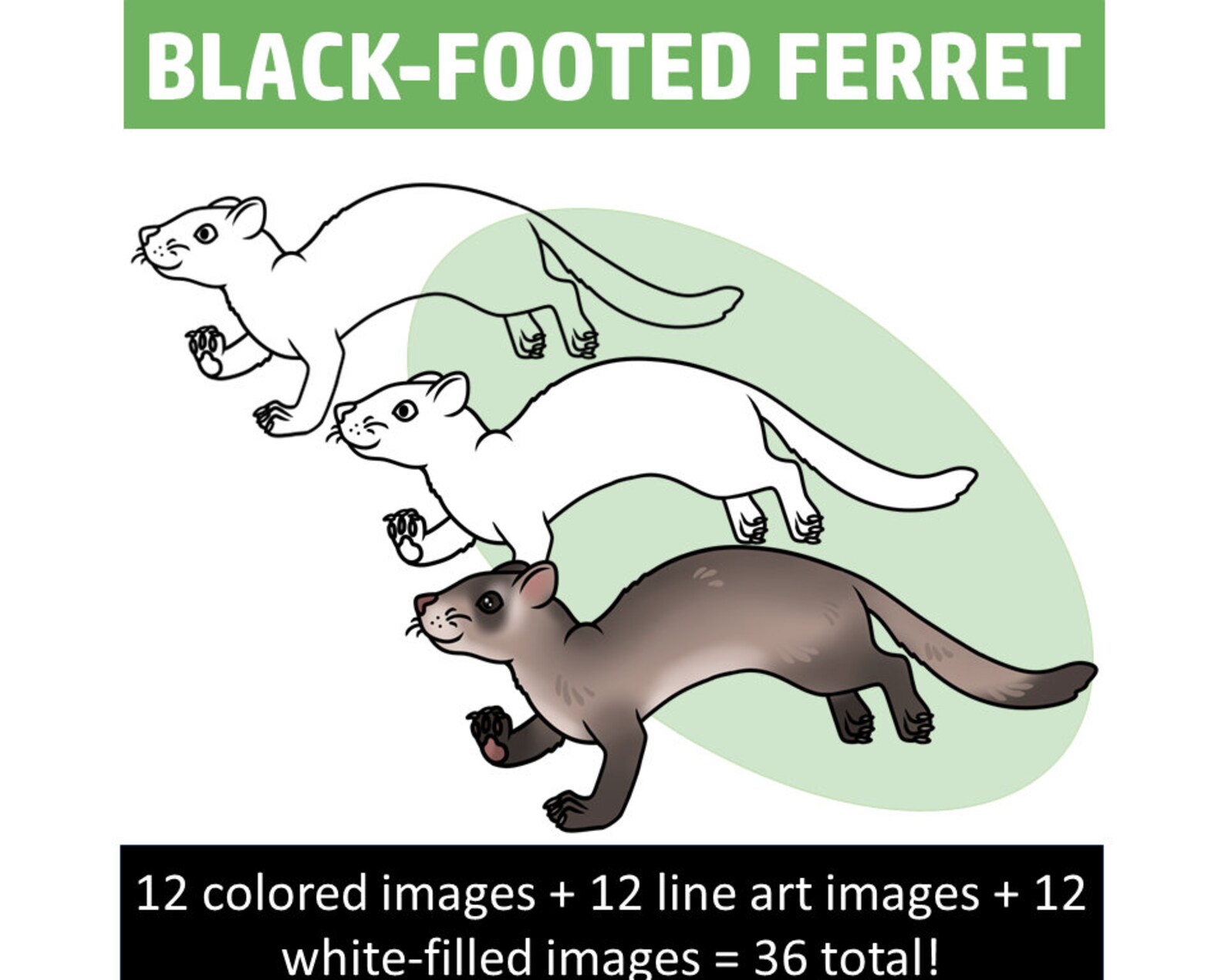Black-footed Ferret Life Cycle Clipart - Etsy