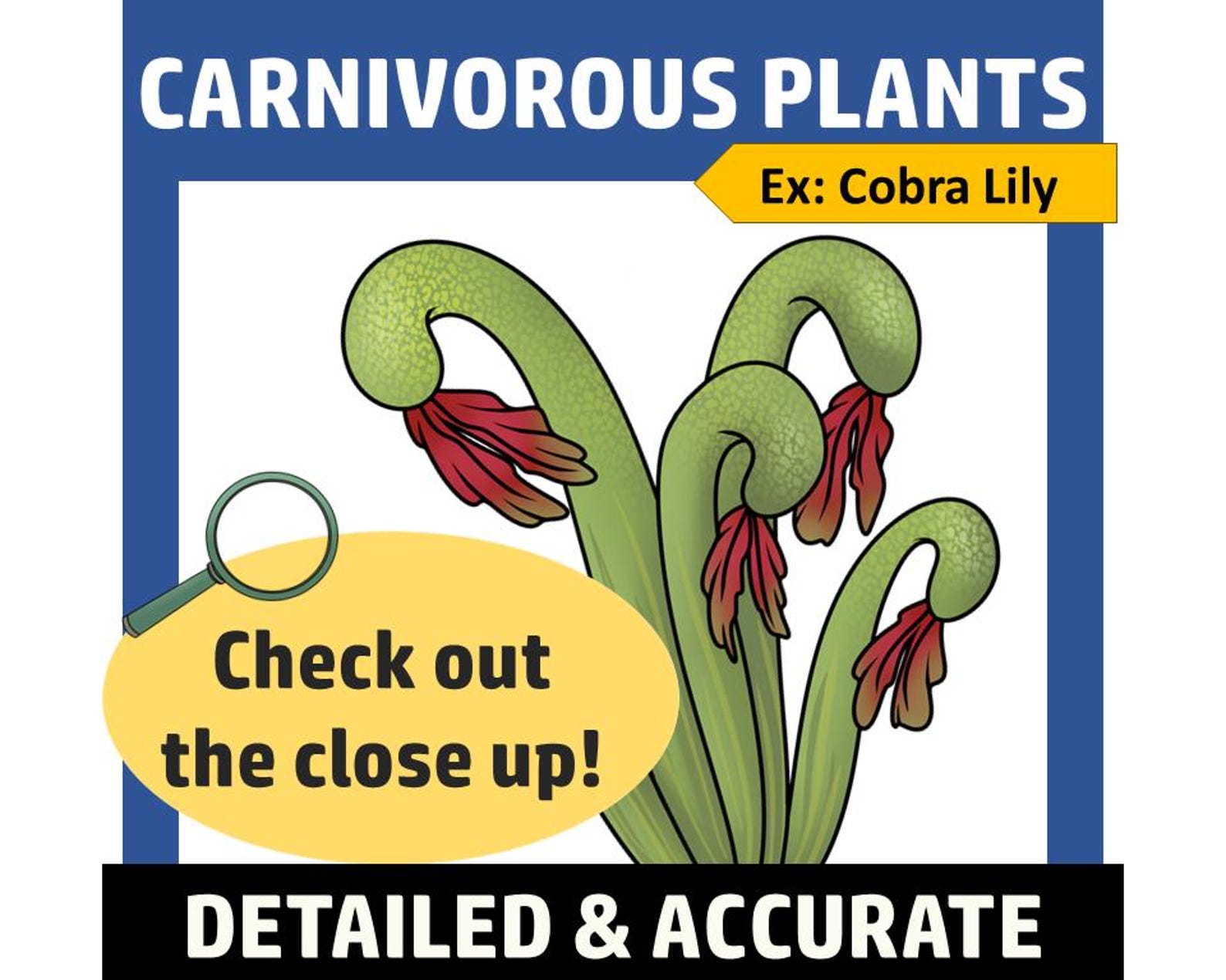 Carnivorous Plants Clip Art - Etsy
