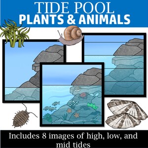 Tide Zone Clip Art and Intertidal Zones - Etsy