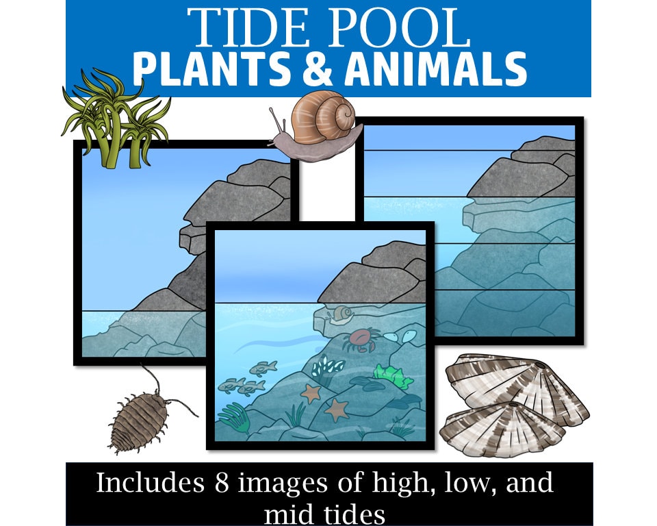 Tide Zone Clip Art and Intertidal Zones - Etsy