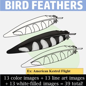 Bird Feathers Clip Art (feather Clipart) - Etsy