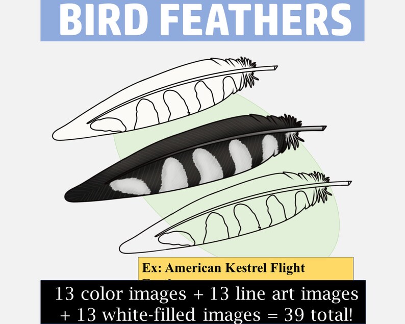 Bird Feathers Clip Art (feather Clipart) - Etsy