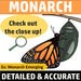 Monarch Butterfly Life Cycle Clip Art - Etsy Canada