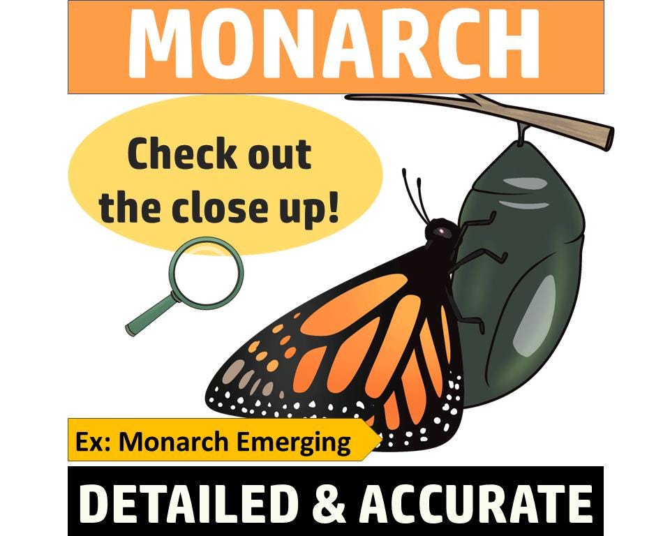 Monarch Butterfly Life Cycle Clip Art - Etsy Canada