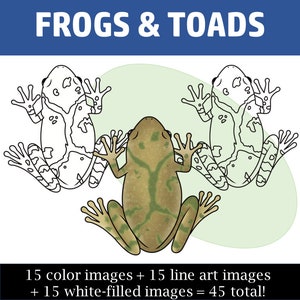 Frog Clipart (frogs of North America and Frog Lifecycle Clip Art) - Etsy