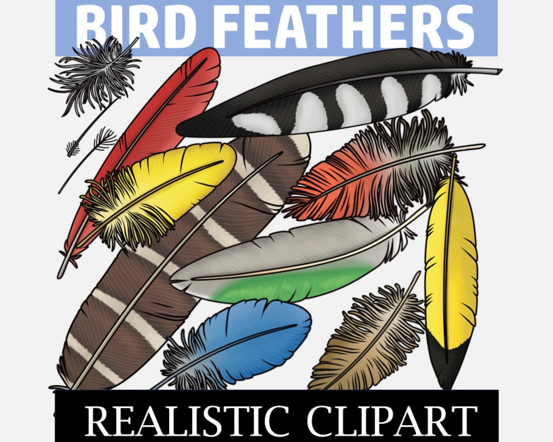 Bird Feathers Clip Art (feather Clipart) - Etsy