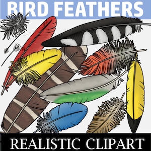 Bird Feathers Clip Art (feather Clipart) - Etsy