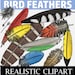 Bird Feathers Clip Art (feather Clipart) - Etsy