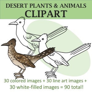 Desert Plants and Animals of North America Clipart - Etsy