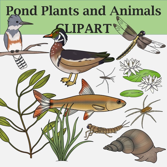 Pond Plants Clipart