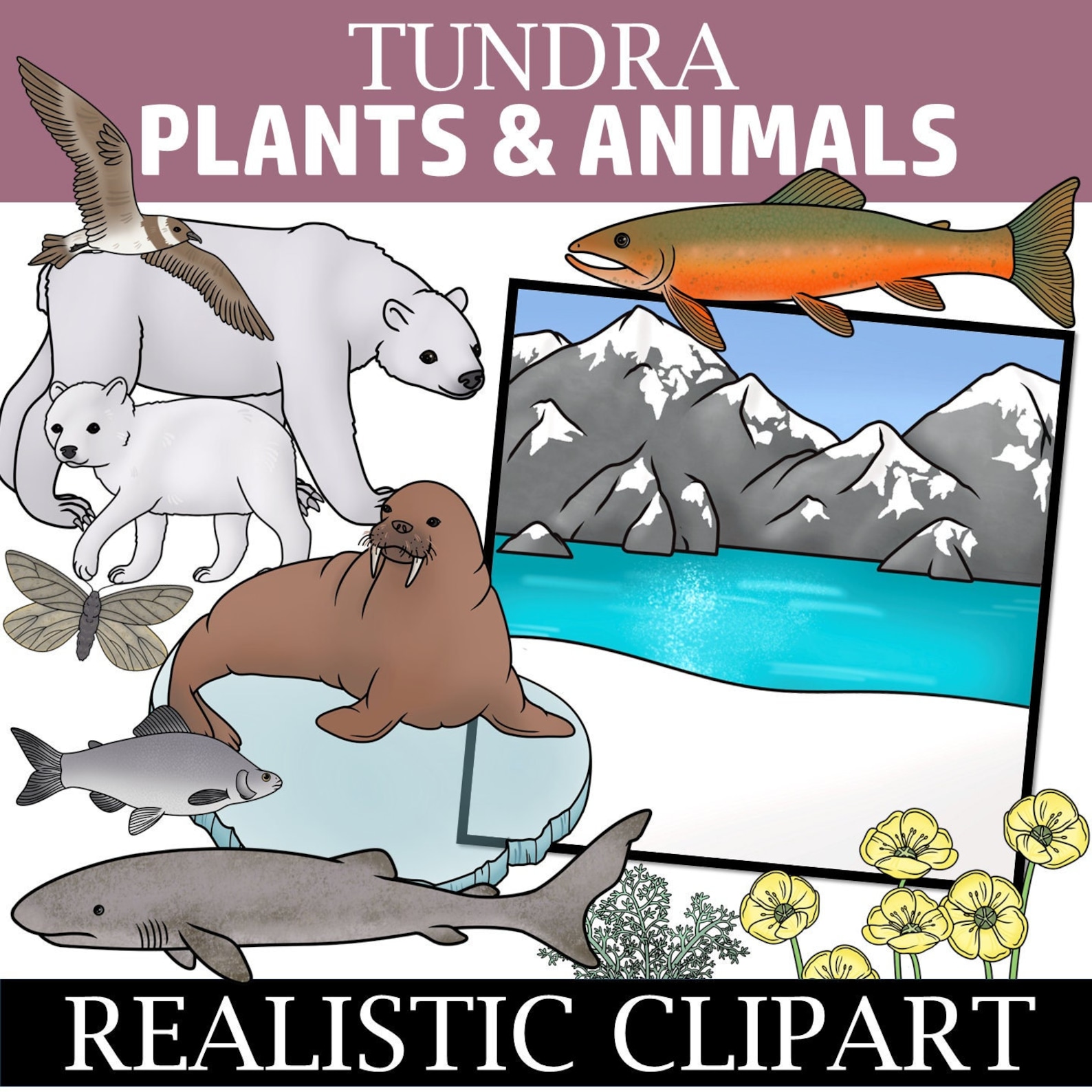 Tundra Plants and Animals Clipart - Etsy