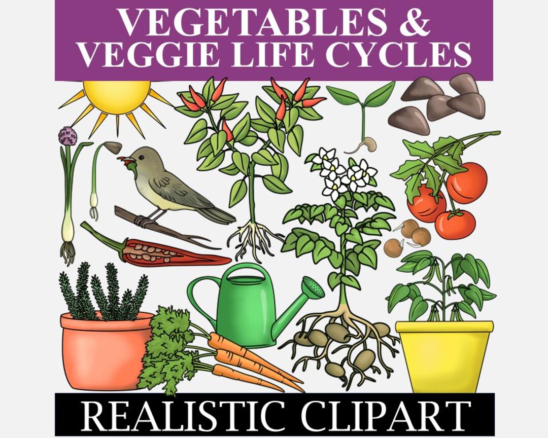 Vegetable Garden Clip Art (and Vegetable Life Cycle Clip Art) - Etsy