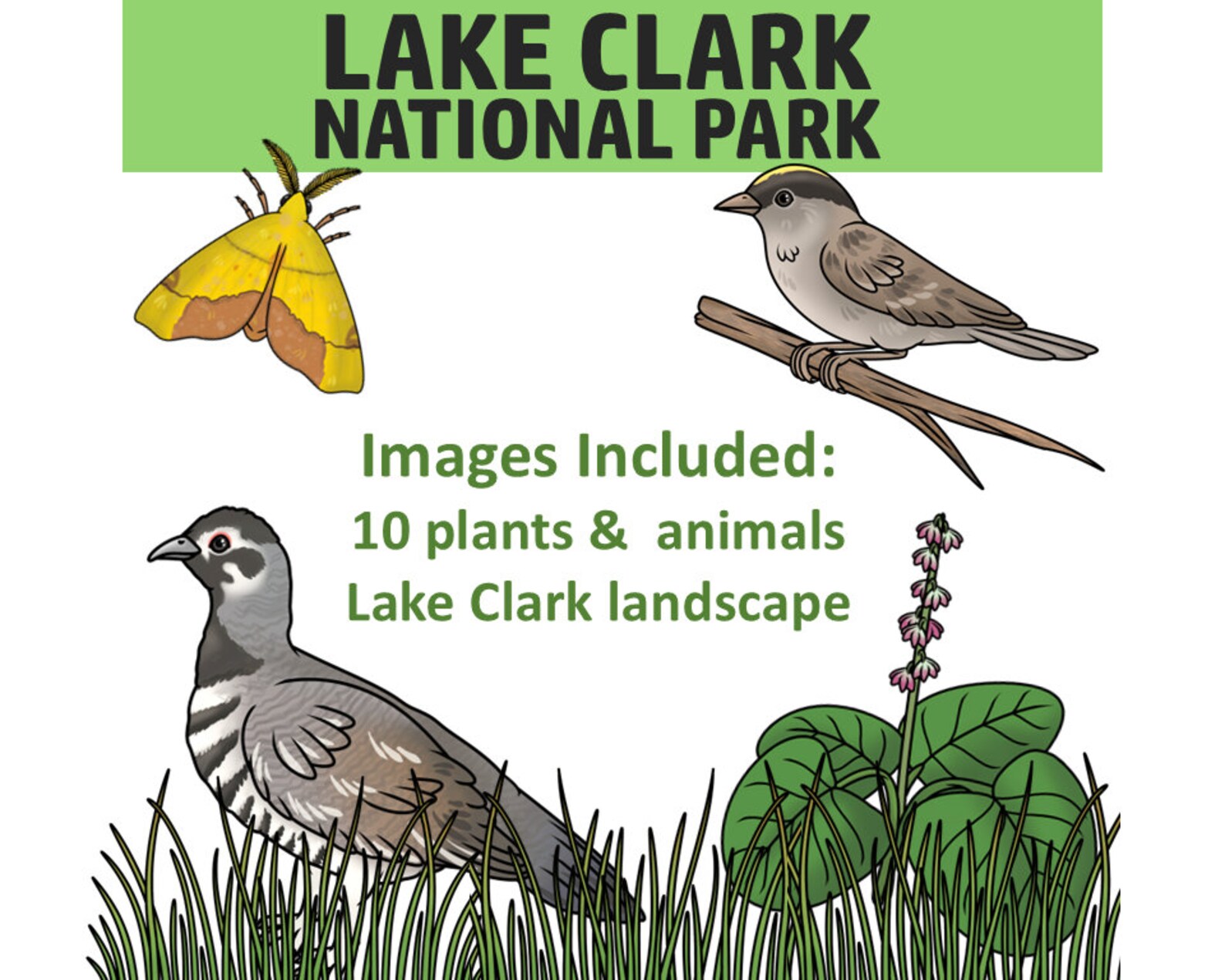 Lake Clark National Park Clipart: Alaska Plants & Animals - Etsy