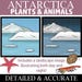 Antarctica Clip Art (plants and Animals of Antarctica Clip Art) - Etsy