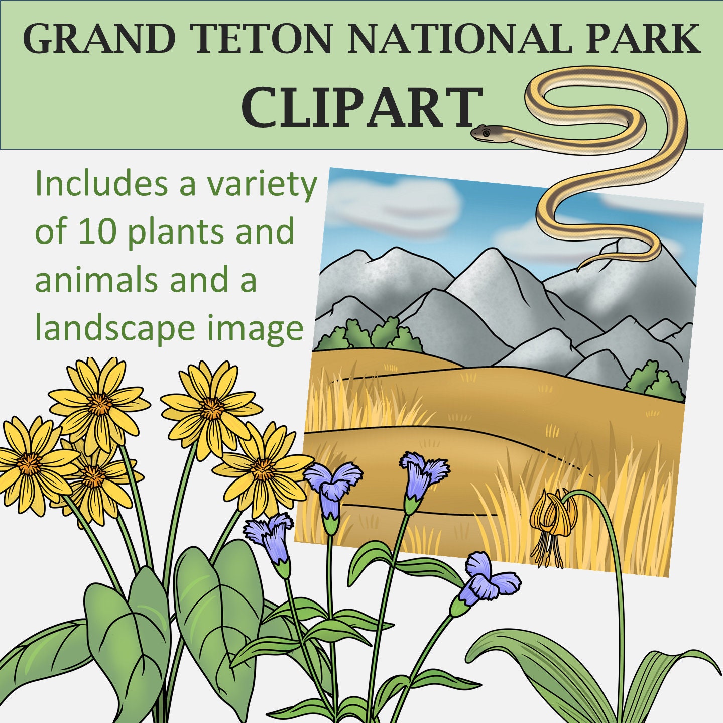 Plants and Animals of Grand Teton National Park Clipart - Etsy