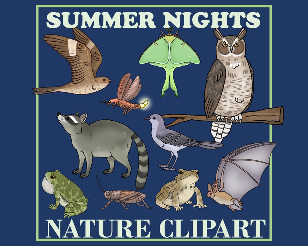 Summer Nights Clip Art (nocturnal Animals Clipart) - Etsy