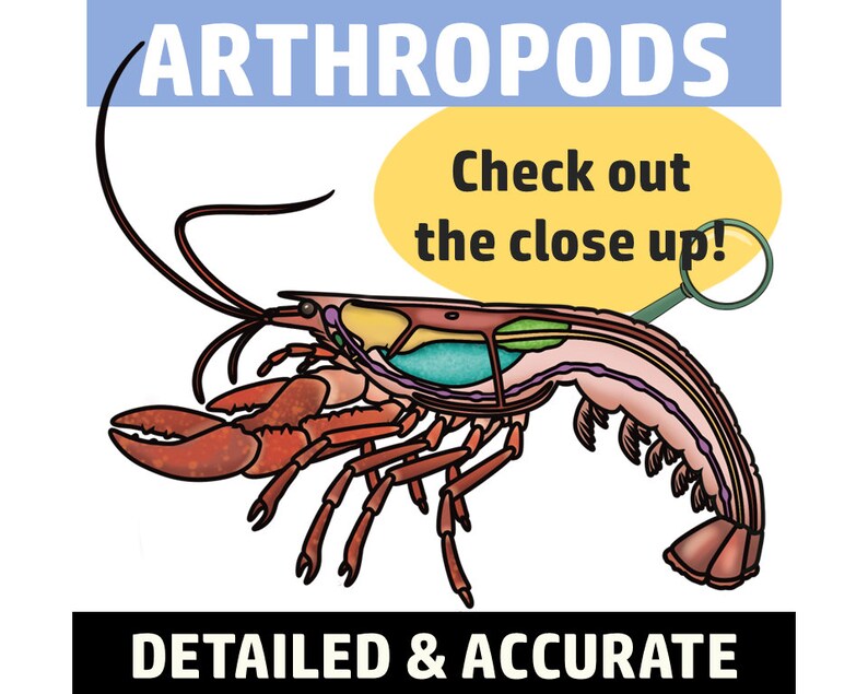 Arthropods Clip Art (zoology, Life Cycle, and Anatomy Clipart and ...